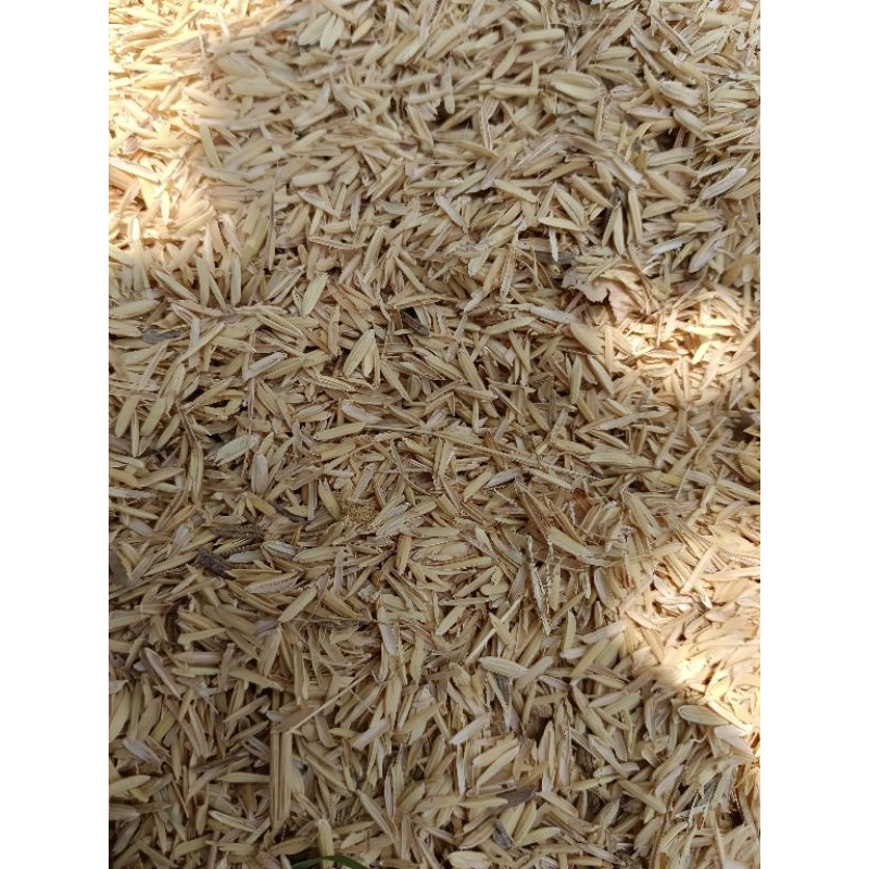Jual sekam padi kering 1kg-kulit padi kering | Shopee Indonesia