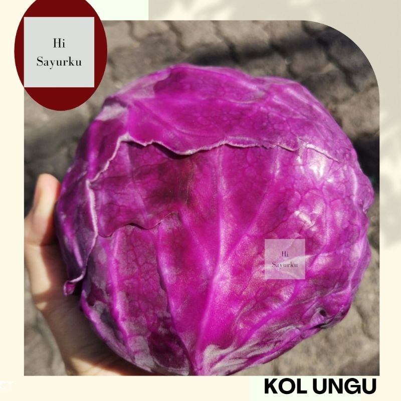 Jual KOL UNGU SEGAR / KOL MERAH / KOL IMPORT 1 KG | Shopee Indonesia