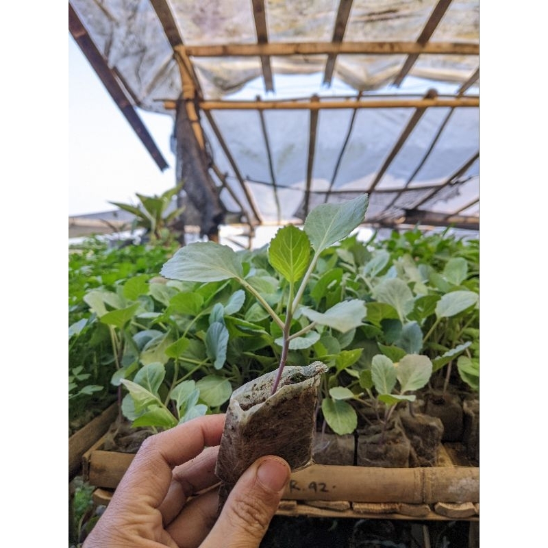 Jual BIBIT MURAH - Bibit kobis segar siap tanam | Shopee Indonesia