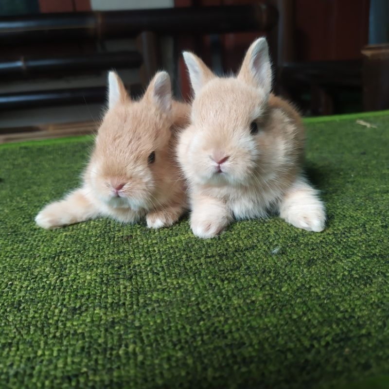 Jual Kelinci Netherland Dwarf Orange | Shopee Indonesia