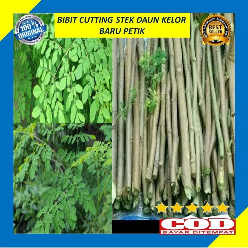 Jual bibit stek batang tanaman kelor | Shopee Indonesia
