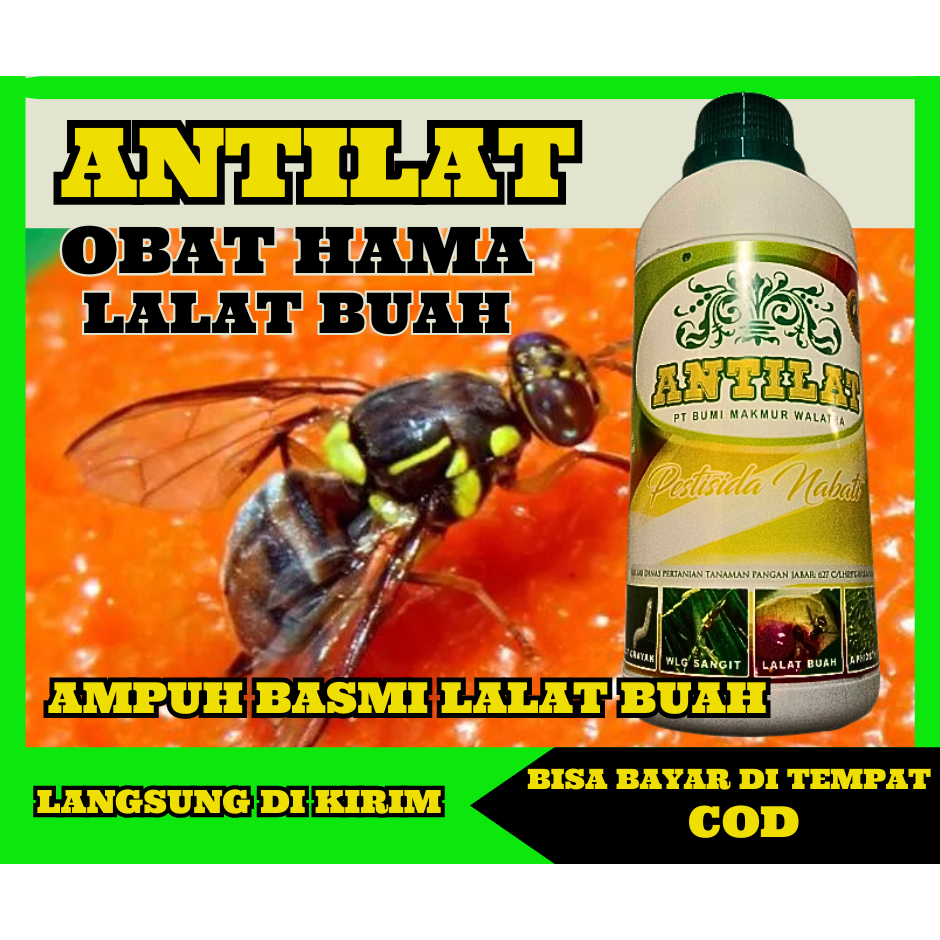 Jual ANTILAT obat lalat buah pada tanaman yang di serang hama lalat ...