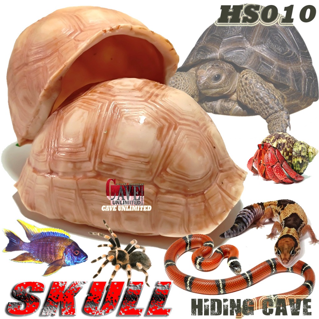 Jual HS010 HIDING SKULL KERANGKA TEMPURUNG TORTOISE ALDABRA TENGKORAK ...