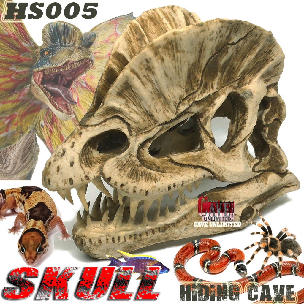 Jual HS005 HIDING SKULL KERANGKA DILOPHOSAURUS DINOSAURUS THEROPHODA ...