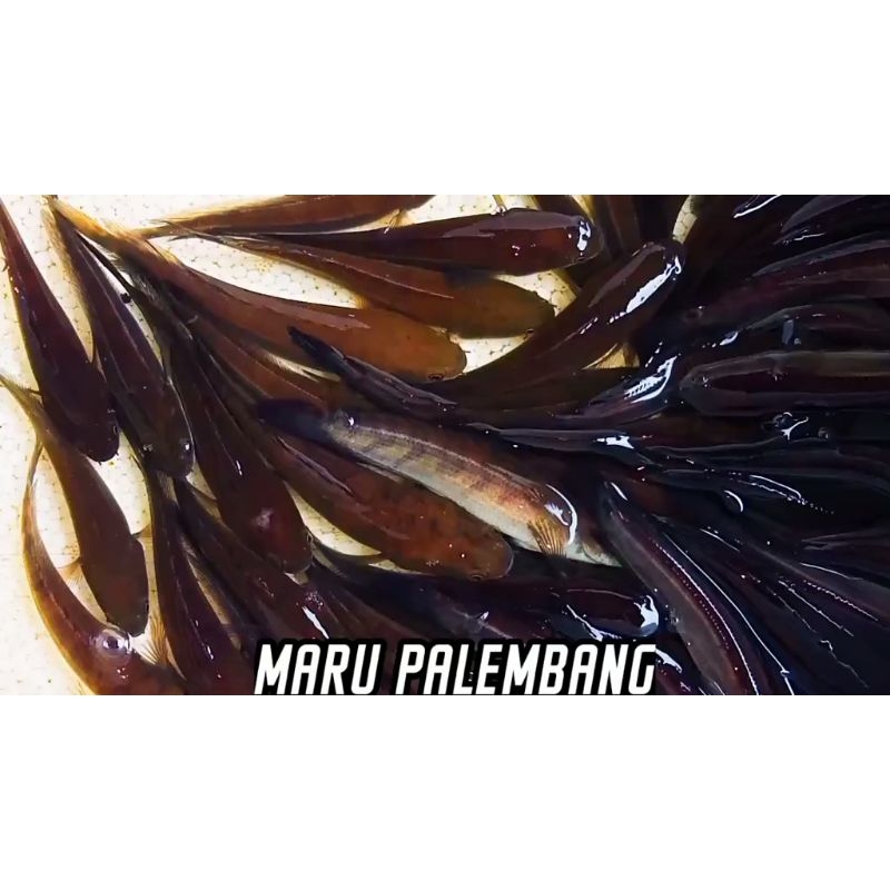 Jual MARU ORANGE RIAU 13/15cm | Shopee Indonesia