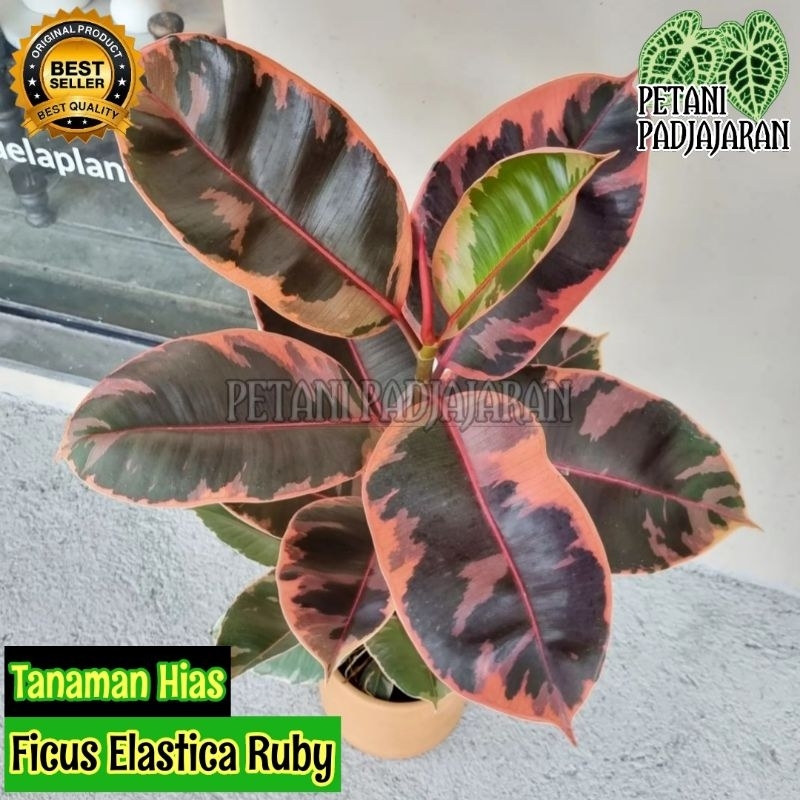 Jual Tanaman Hias Langka Ficus Elastica Ruby | Shopee Indonesia