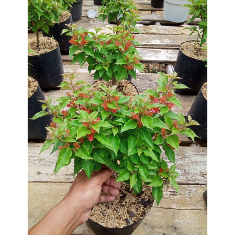 Jual Bugenvil/bunga kertas jenis Singapore warna merah sudah berbunga ...
