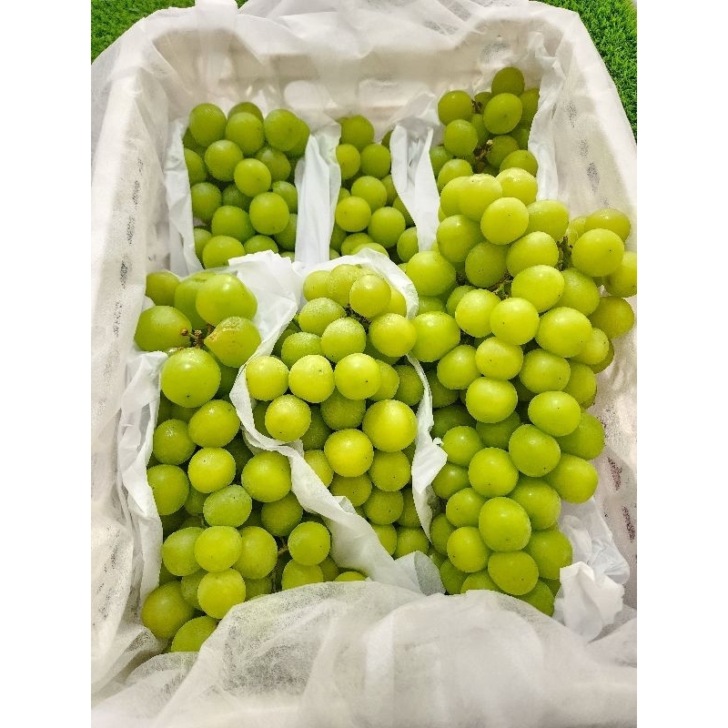 Jual [ PROMO ] ANGGUR SHINE MUSCAT CURAH 1 KG | Shopee Indonesia