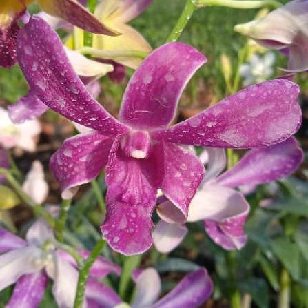 Jual Anggrek Dendrobium Caesar Hiroshi | Shopee Indonesia