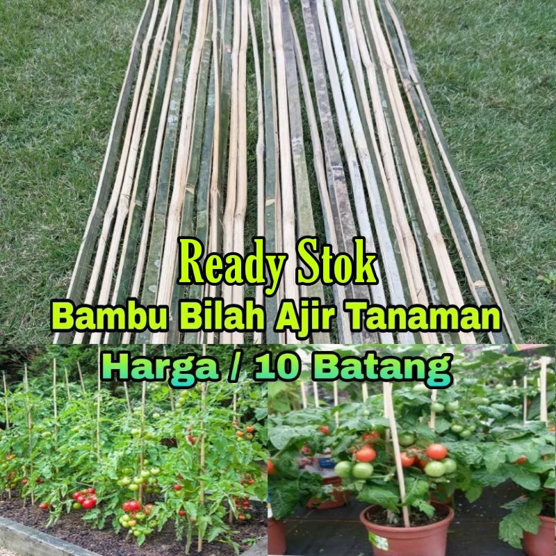 Jual Paket 10 Batang Bambu Bilah/Ajir Tanaman/Belahan Bambu Turus Ajir ...