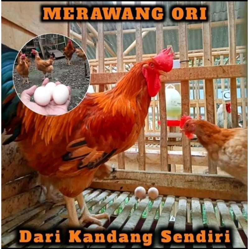 Jual Telur Tetas Fertil Ayam MERAWANG ORI Jumbo | Shopee Indonesia