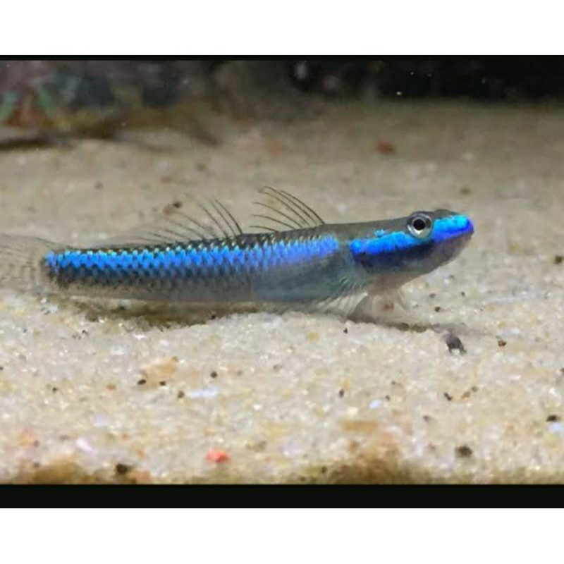 Jual ikan hias blue neon goby aquarium aquascape | Shopee Indonesia
