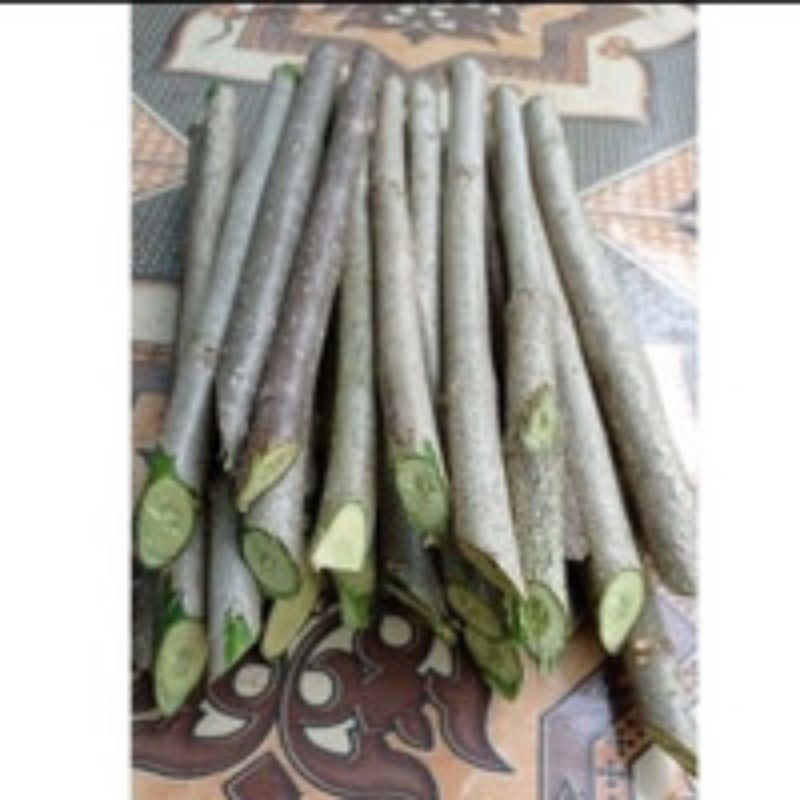 Jual bibit stek batang gamal | Shopee Indonesia