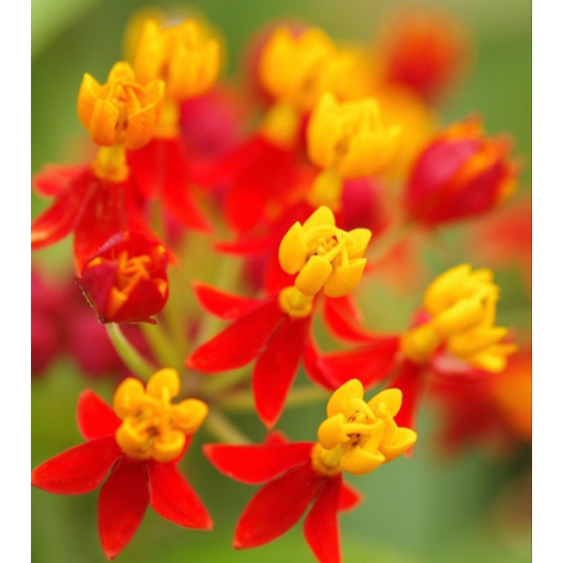 Jual Bunga kapas cinde /asclepiascurassavica / bunga vegetasi | Shopee ...