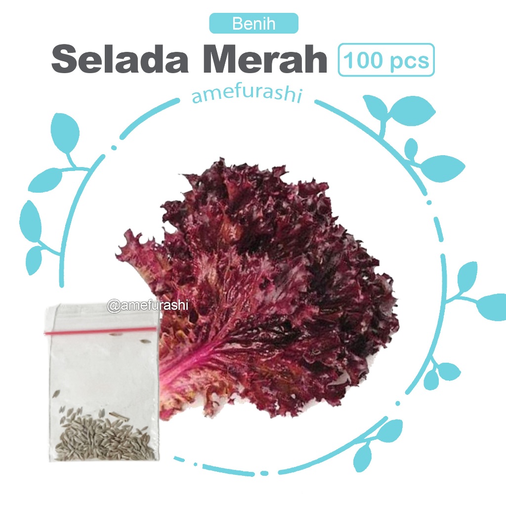 Jual Amefurashi Benih / Bibit / Seed Sayur Selada Merah Red Lettuce Cocok Untuk Lalap | Shopee ...