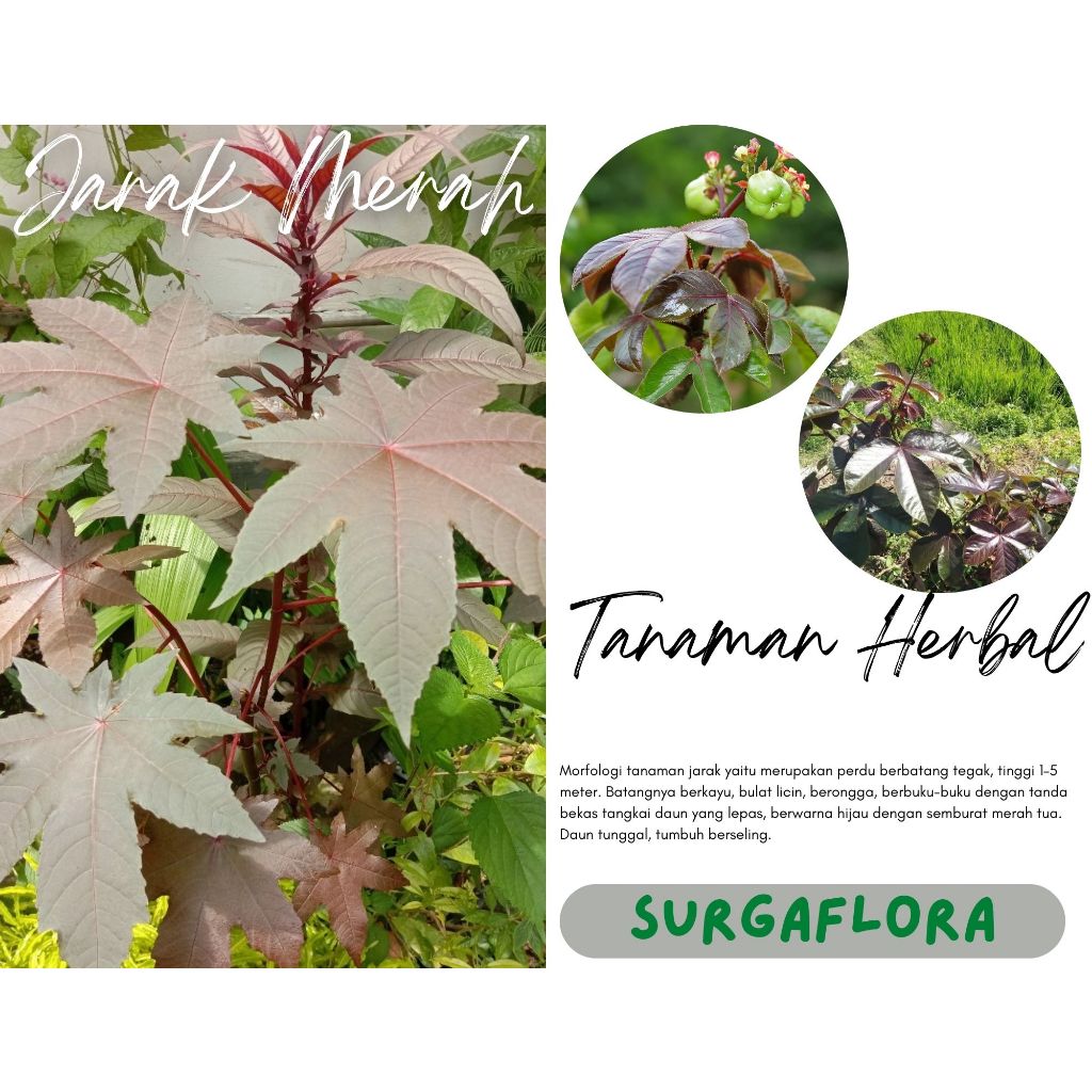 Jual bibit tanaman toga / obat jarak merah | Shopee Indonesia