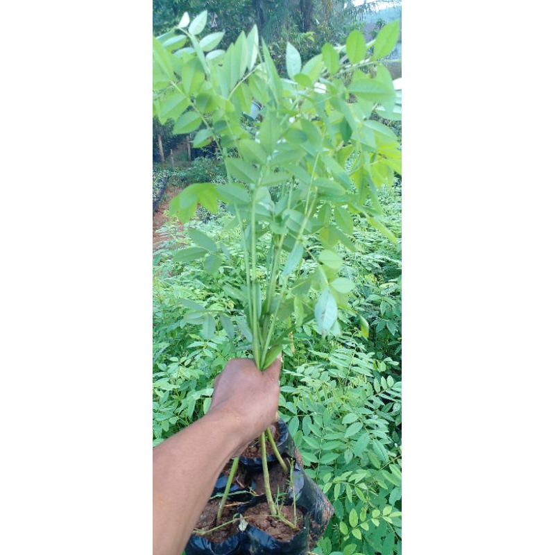Jual bibit indigofera siap tanam | Shopee Indonesia