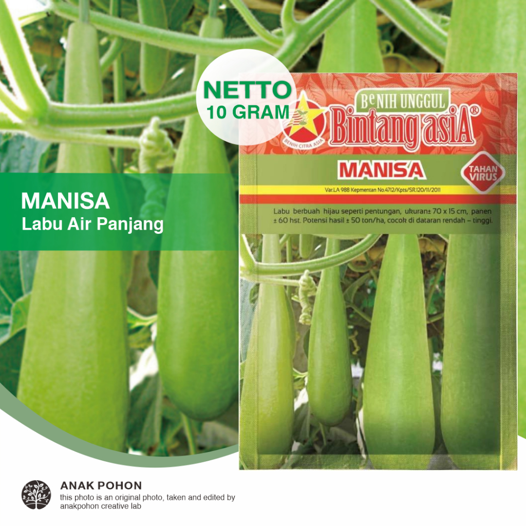 Jual (1 PACK) Benih Labu Air Panjang MANISA Squash Seeds - Bintang Asia ...