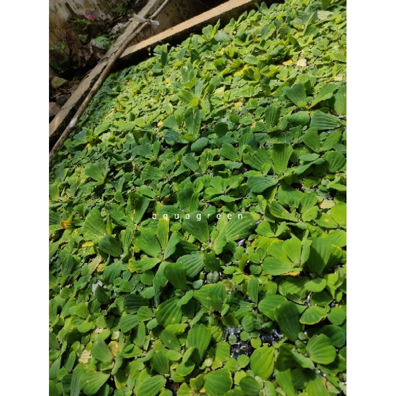 Jual tanaman apung capu-capu hiasan aquarium | Shopee Indonesia