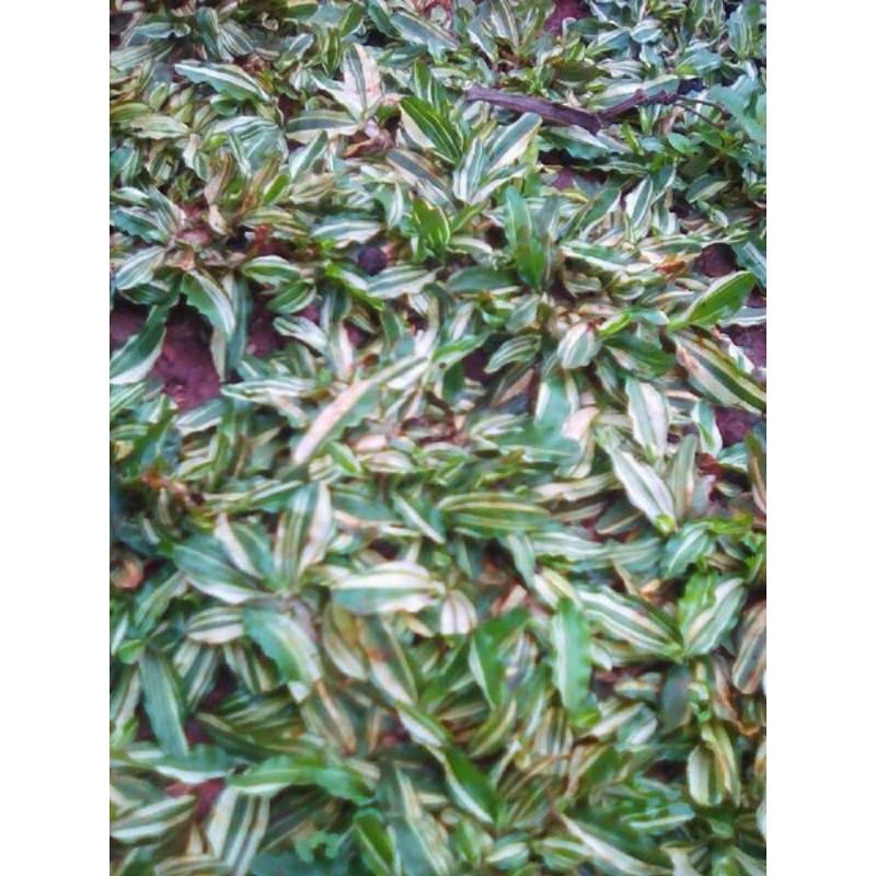 Jual Rumput gajah mini Varigata 2 meter persegi | Shopee Indonesia