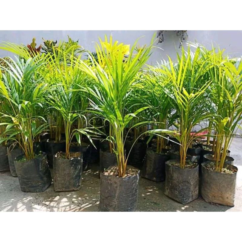Jual paket 5 pohon palem kuning | Shopee Indonesia