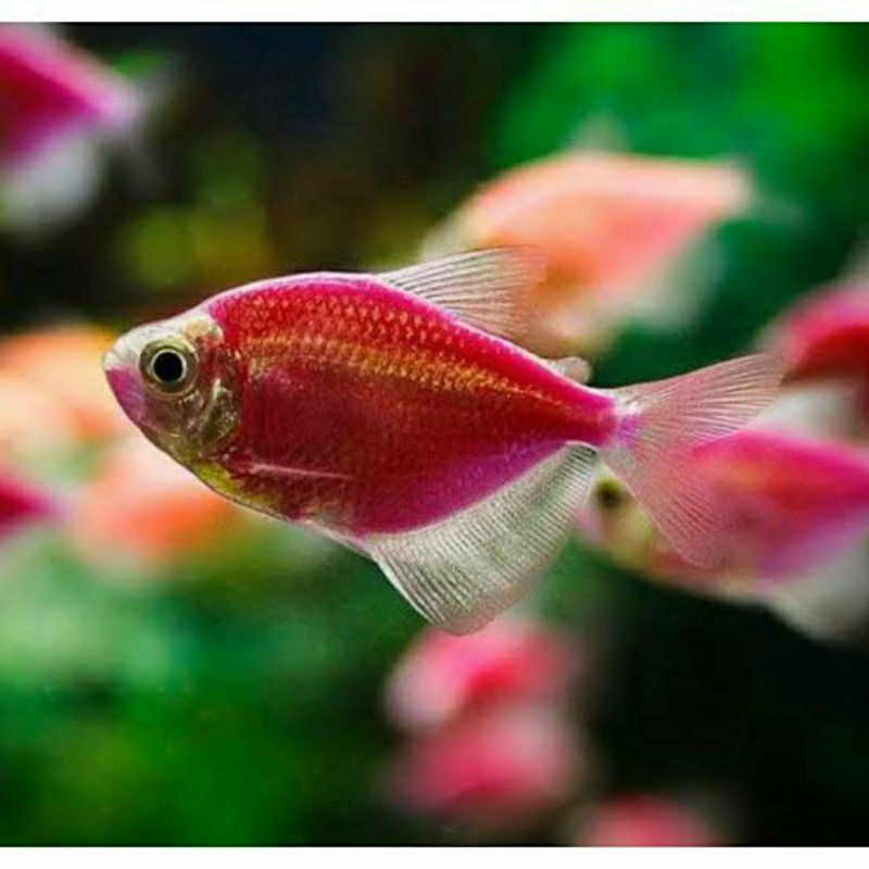 Jual ikan hias fish tetra neon / ikan fish neon tetra / ikan warna ...