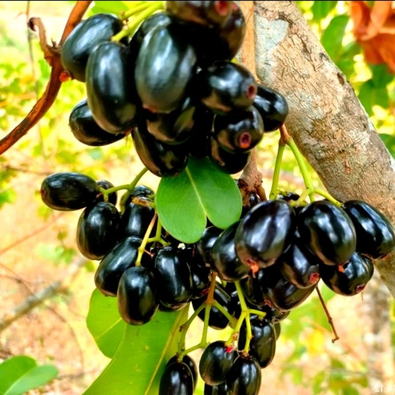 Jual Buah jamblang duwet juwet 250 gr buah langka eksotis | Shopee ...