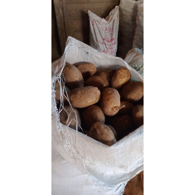 Jual kentang dieng/kentang super/kentang besar 1kg (cod) | Shopee Indonesia