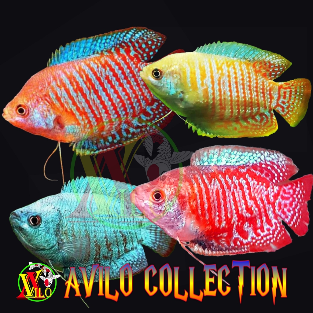 Jual ikan sepat hias sepat tralis lalius ikan aquascape | Shopee Indonesia