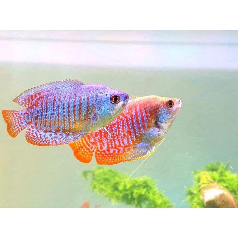 Jual hiasan kolam dwarf gourame gurami sepat alius 3-4 cm | Shopee ...