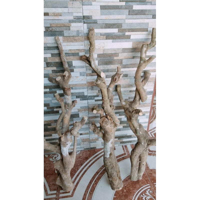 Jual Batang/pohon kayu TEH tinggi 80 cm | Shopee Indonesia