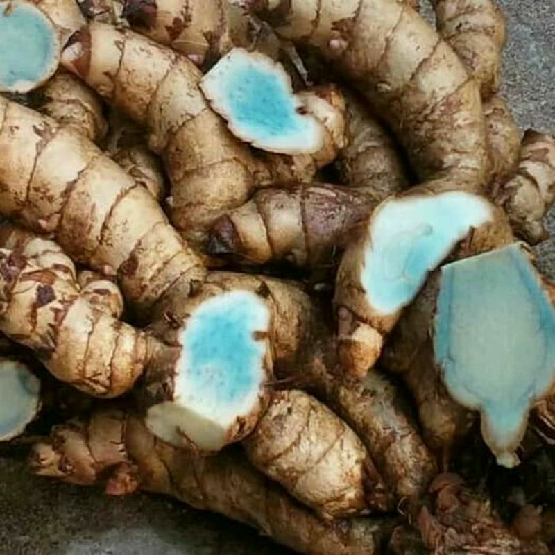 Jual Temu Ireng Segar 1 Kg / Obat herbal Temu Hitam / temu Ireng / ubi ...