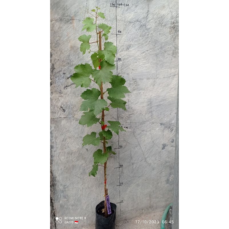 Jual BIBIT ANGGUR 60cm S/d 100cm berbagai varian | Shopee Indonesia