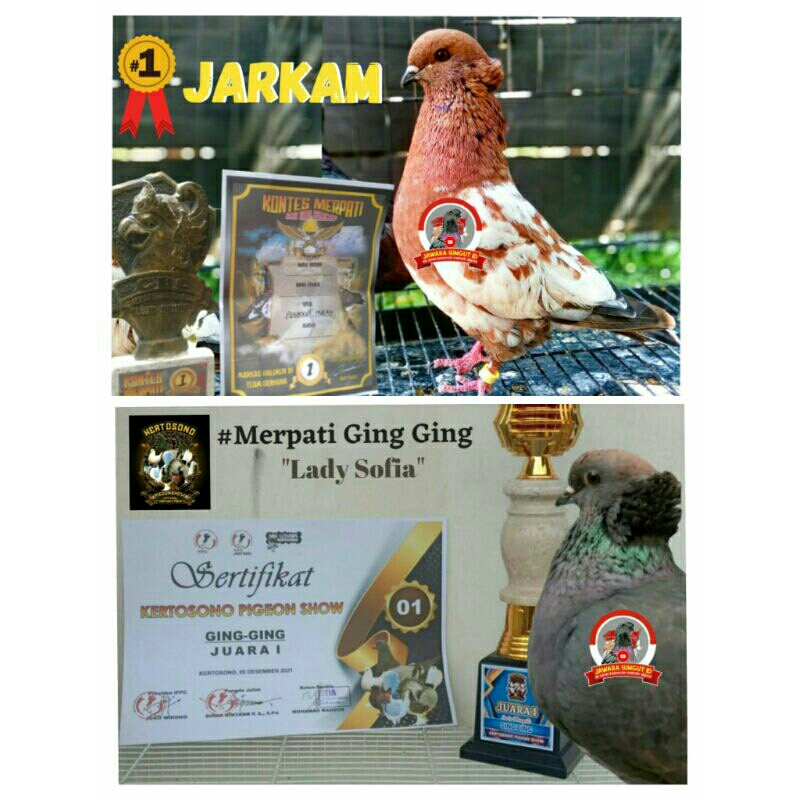 Jual JUAL MERPATI GING GING ASLI MADURA, BRONGSONG , JAWA SUNGUT | Shopee Indonesia