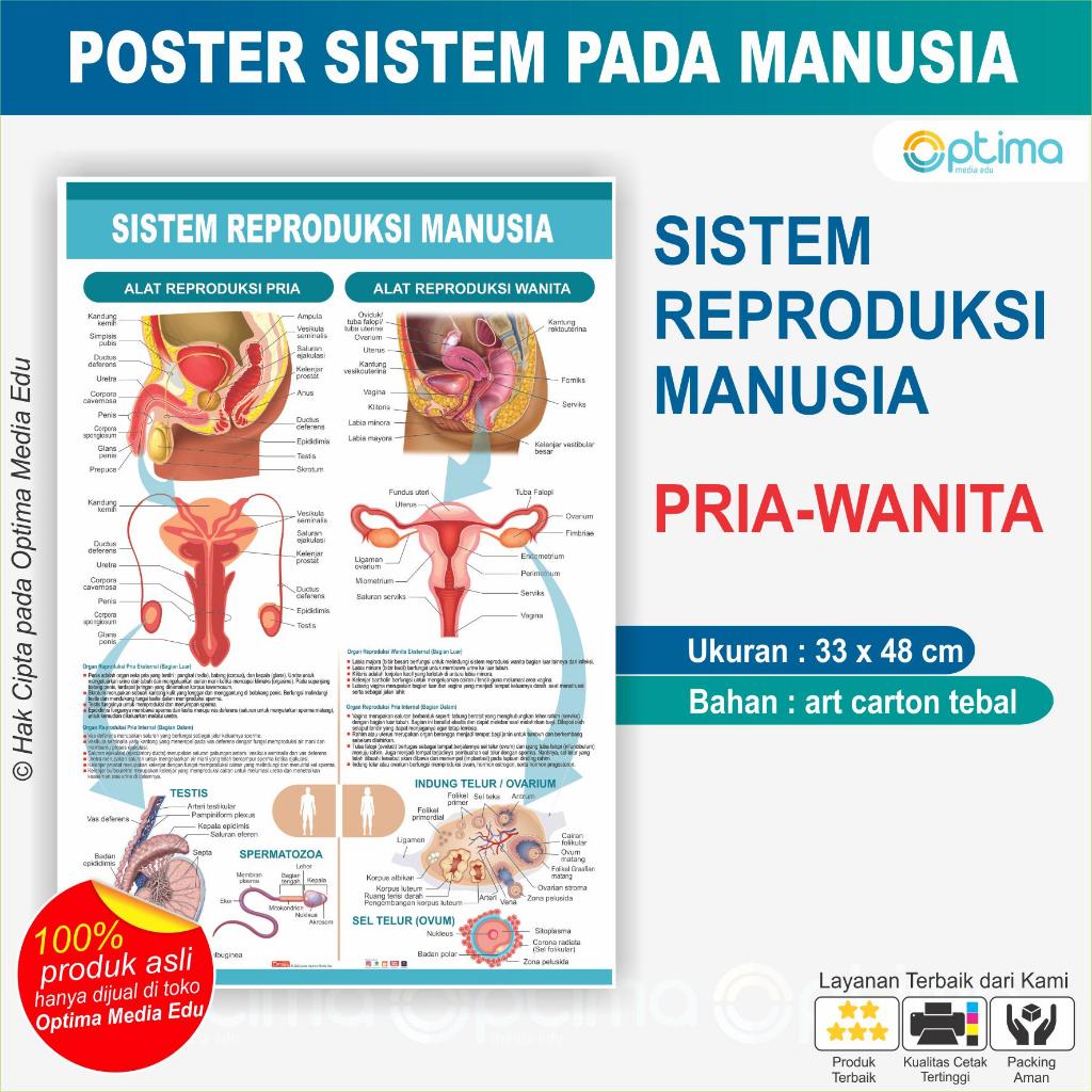 Jual Poster Carta Anatomi Sistem pada Manusia : Endokrin, Indra ...