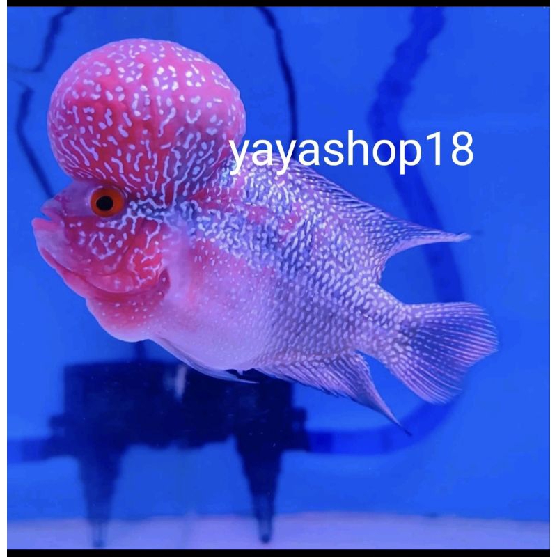 Jual KING SRD / K SRM SUPER BOOM MERAH MUTIARA FULL ORI THAILAND SUPER ...
