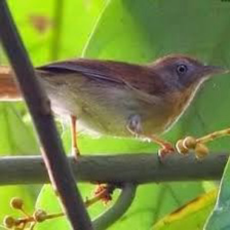 Jual burung jenggot mini pilihan rawatan | Shopee Indonesia