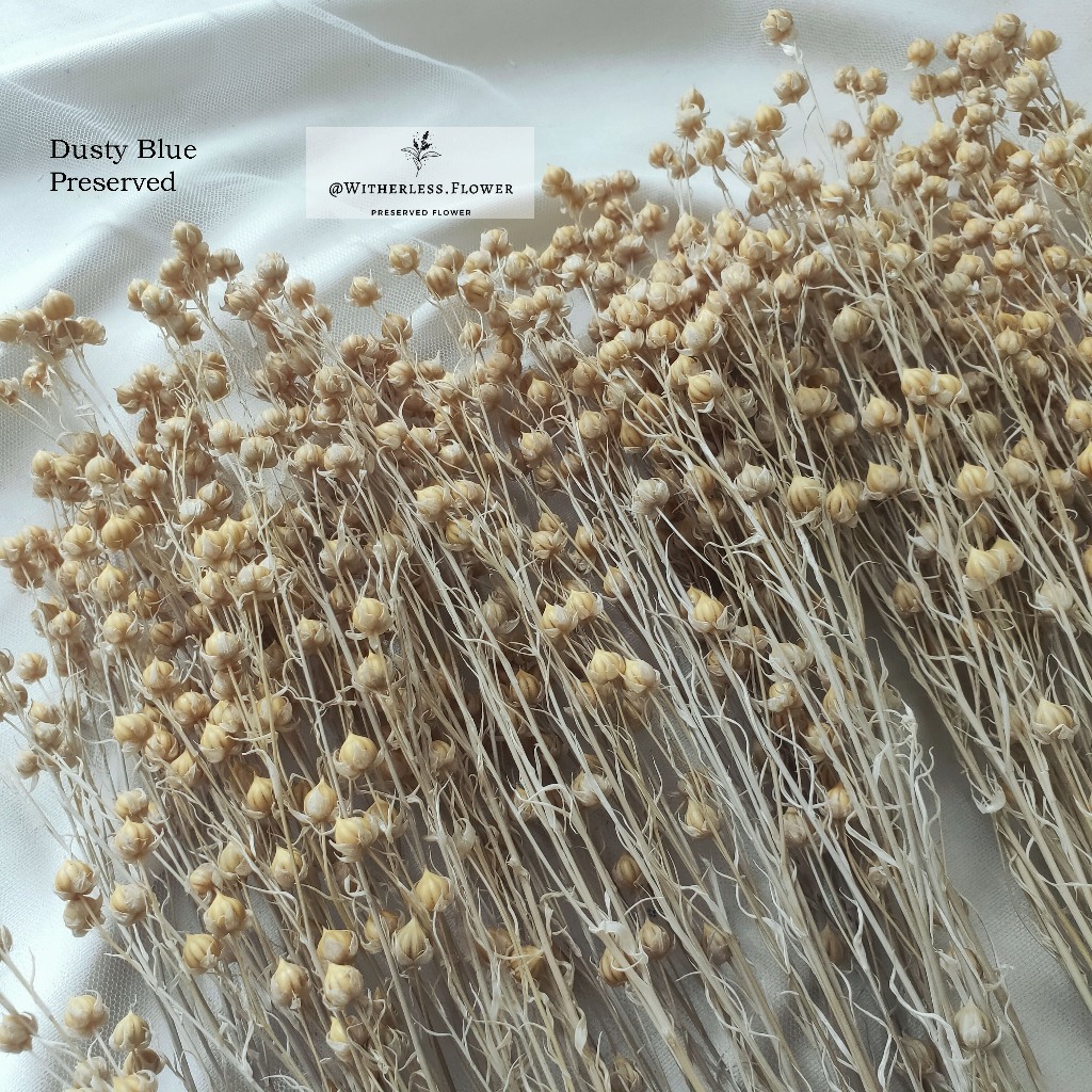 Jual 5 – 25 gr Preserved & Dried Lino Flower / Dried Flower Awetan ...