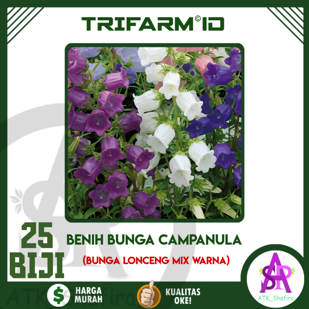 Jual TRIFARM 25 Biji Benih Bibit Bunga Campanula Mix Color Bunga ...
