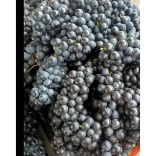 Jual Anggur 1 Kg Terlengkap & Harga Terbaru Januari 2025 | Shopee Indonesia