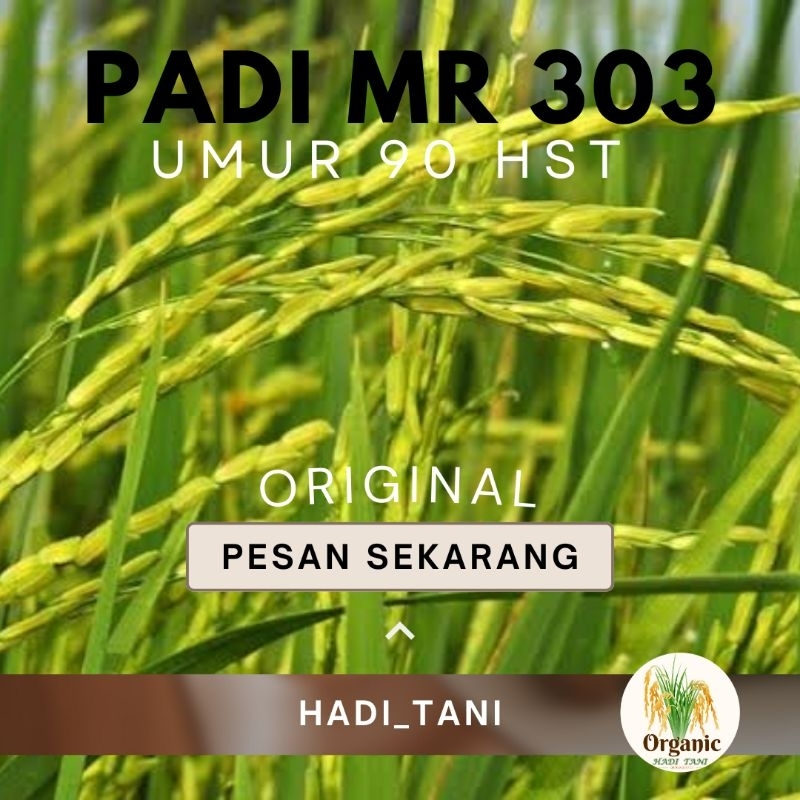 Jual BENIH PADI PREMIUM MR 303 KEMASAN 5KG | Shopee Indonesia