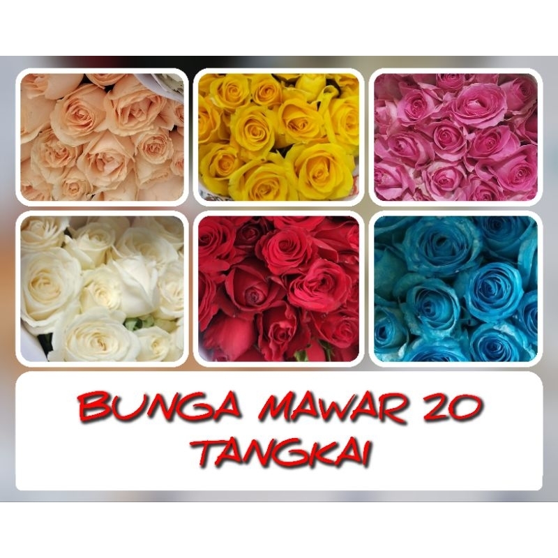 Jual Bunga Mawar 20 tangkai Bunga potong , Merah , Putih , Pink, Biru ...