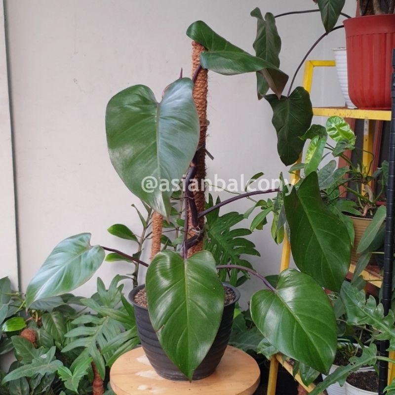 Jual Philodendron Royal Queen | Tanaman hias aroid di pot | Shopee ...