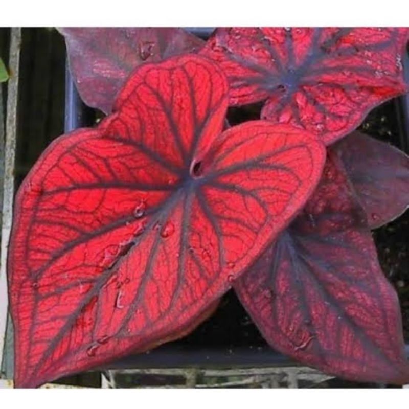 Jual Tanaman hias caladium keladi H22 thai series thai caladium H22 ...