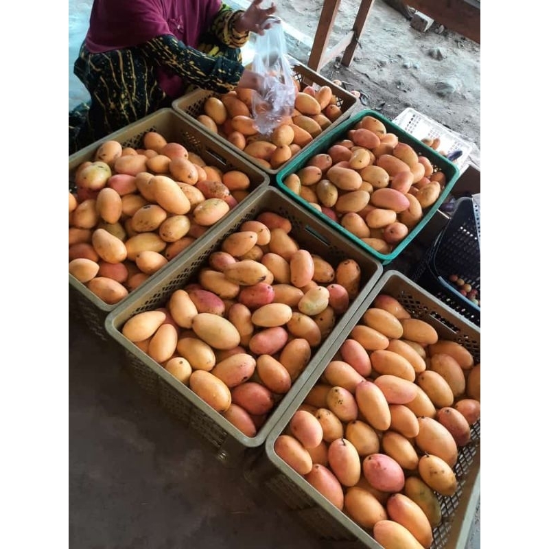 Jual mangga Podang manis | Shopee Indonesia