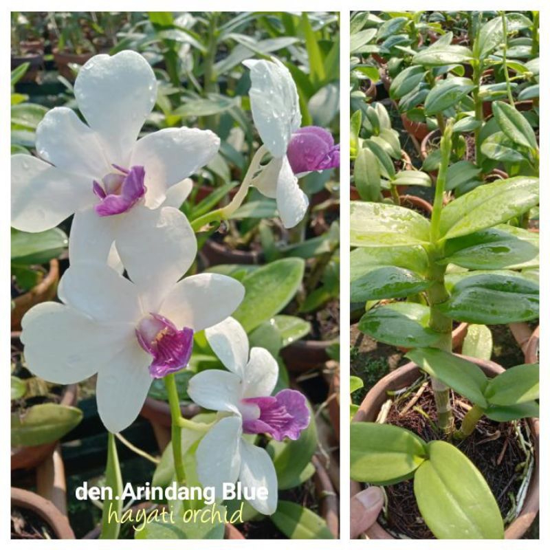 Jual Anggrek Dendrobium Arindang Blue | Shopee Indonesia