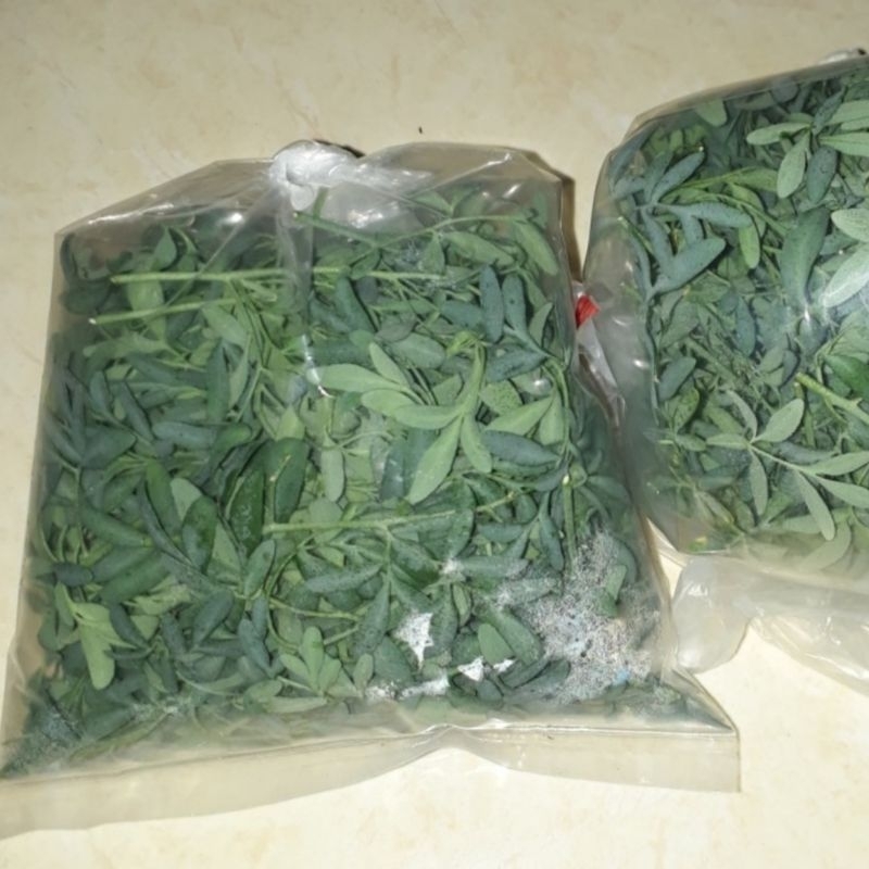 Jual Tanaman Daun Inggu Segar / Daun Chao-Chao Segar | Shopee Indonesia