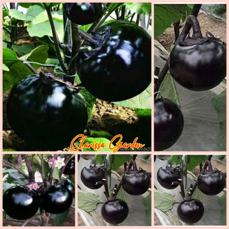 Jual BIJI | BENIH TERONG BULAT HITAM | BLACK ROUND EGGPLANT | Shopee ...