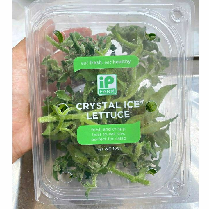 Jual Sayur Salju Fresh Organik | Ice Plant Segar | Pack | Shopee Indonesia