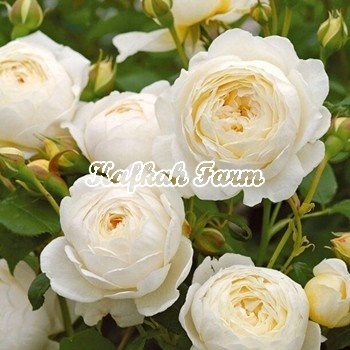 Jual Benih 3 Biji Bunga MAWAR Rare White Shrub | Shopee Indonesia